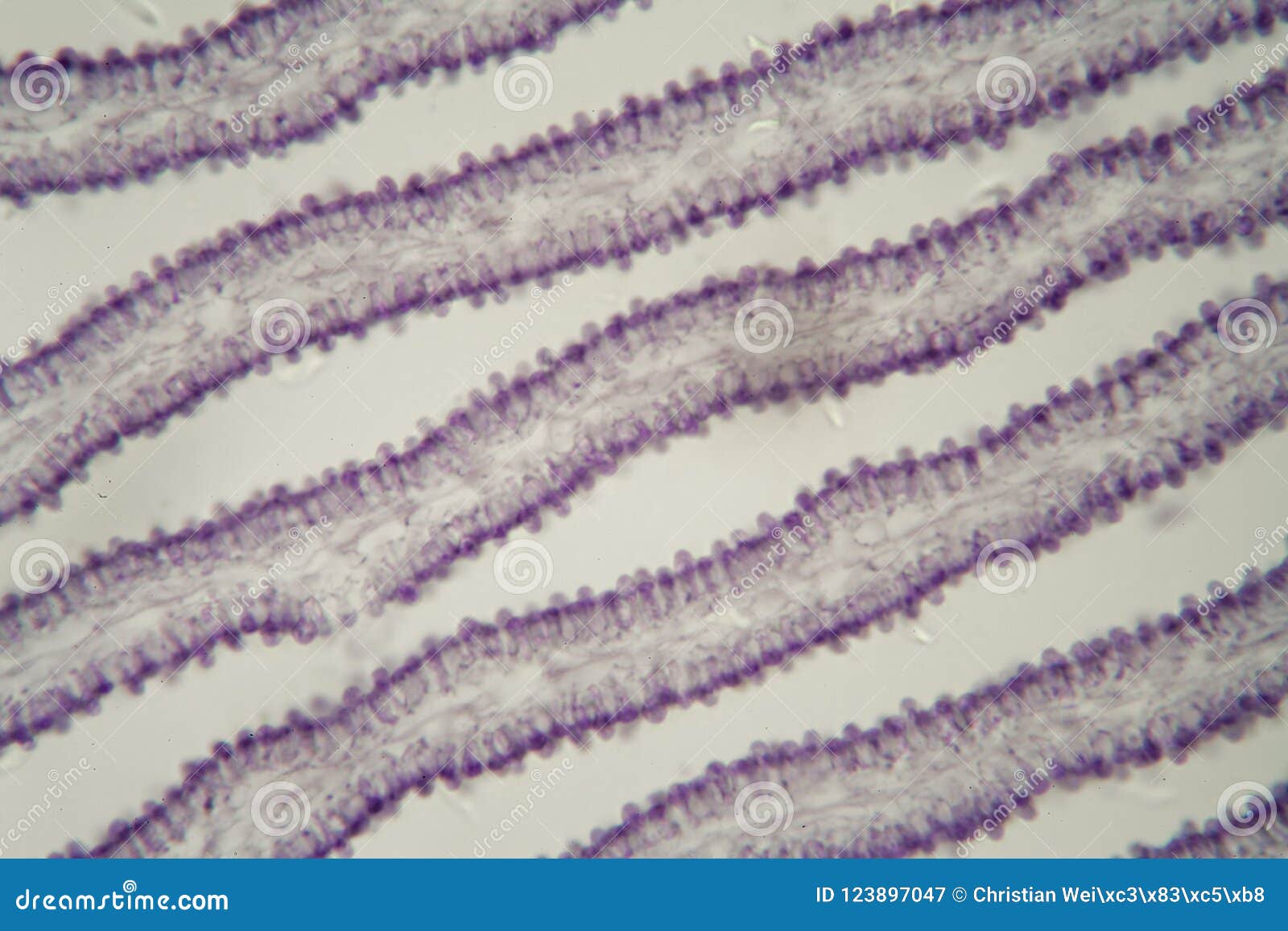 Coprinus Under Microscope