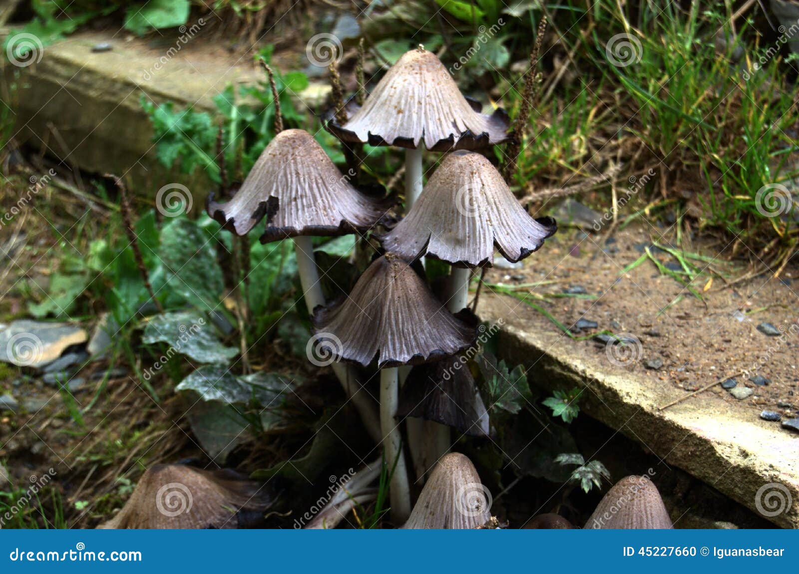 Coprinus stock photo. Image of fungi, coprinus, rainy - 45227660