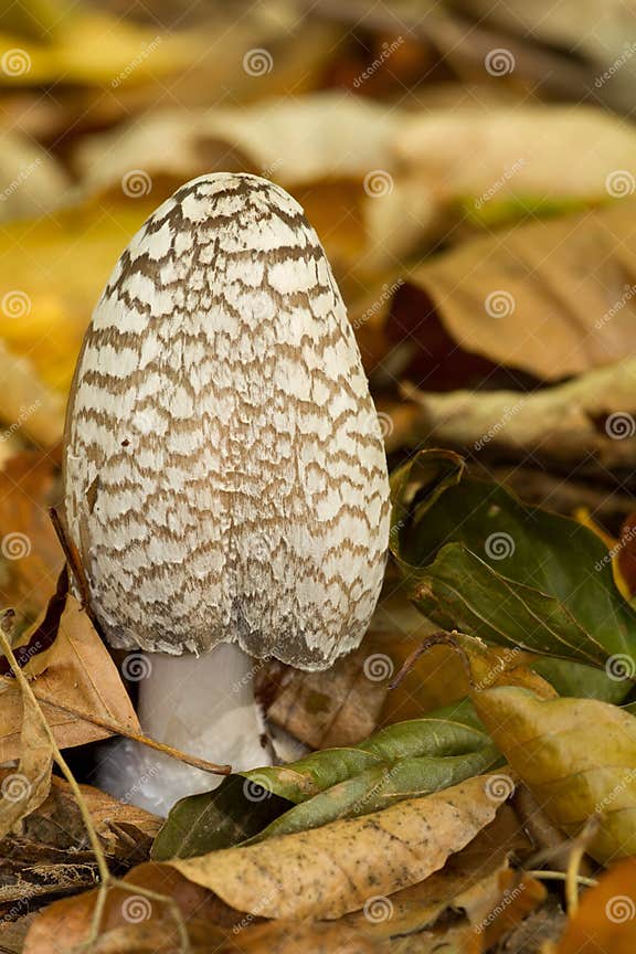 Coprinus picaceus stock photo. Image of four, food, poison - 21902084