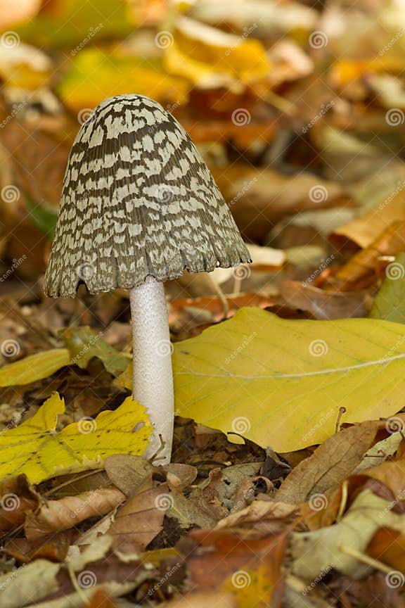 Coprinus picaceus stock photo. Image of wild, decay, grass - 21902090