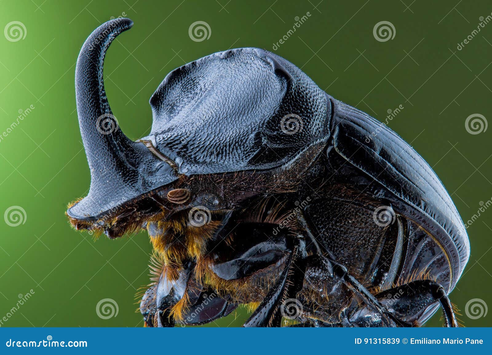 Copris Hispanus stock image. Image of dung, sardegna - 91315839