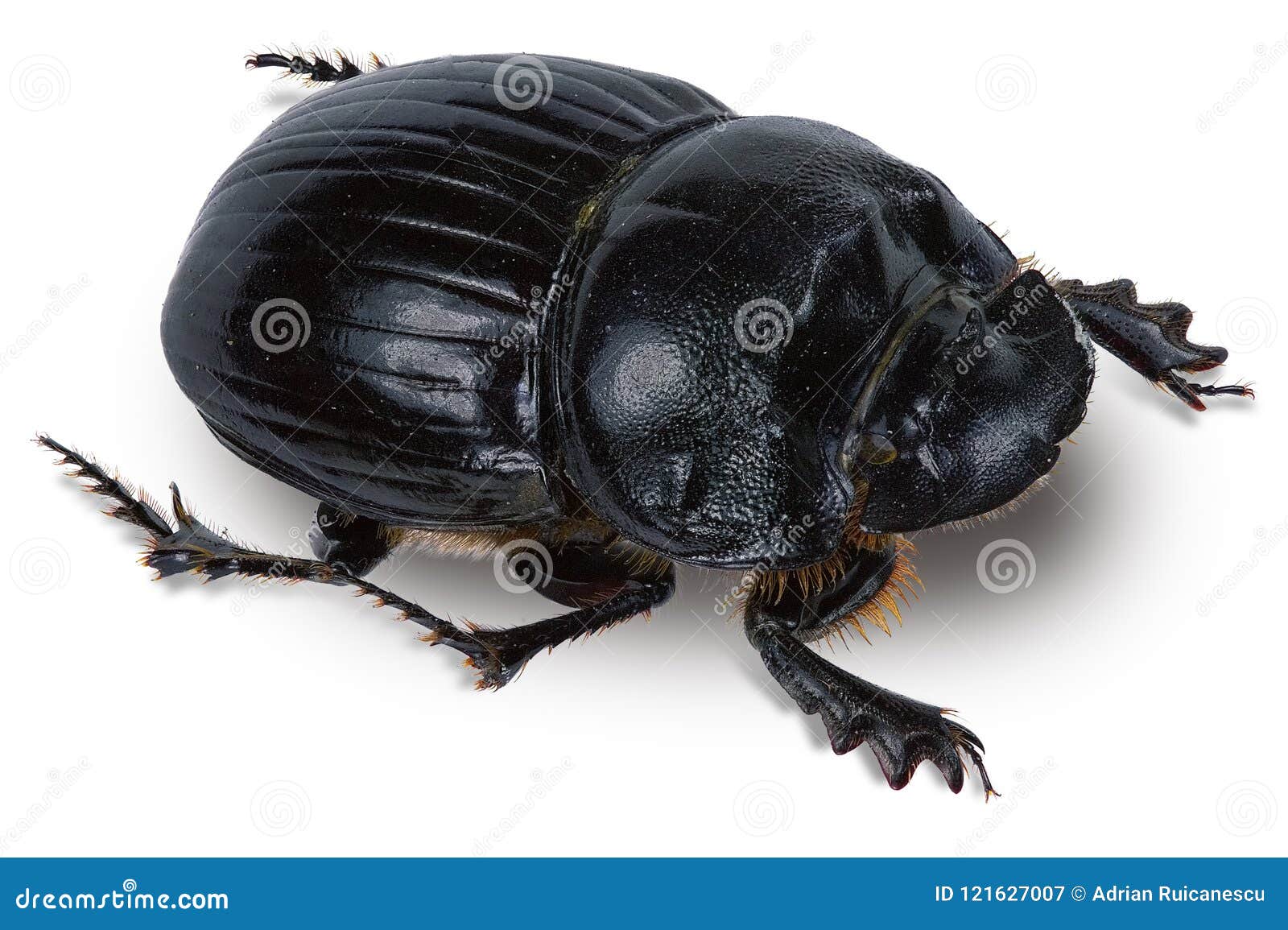 Copris lunaris stock image. Image of europe, macro, wild - 121627007