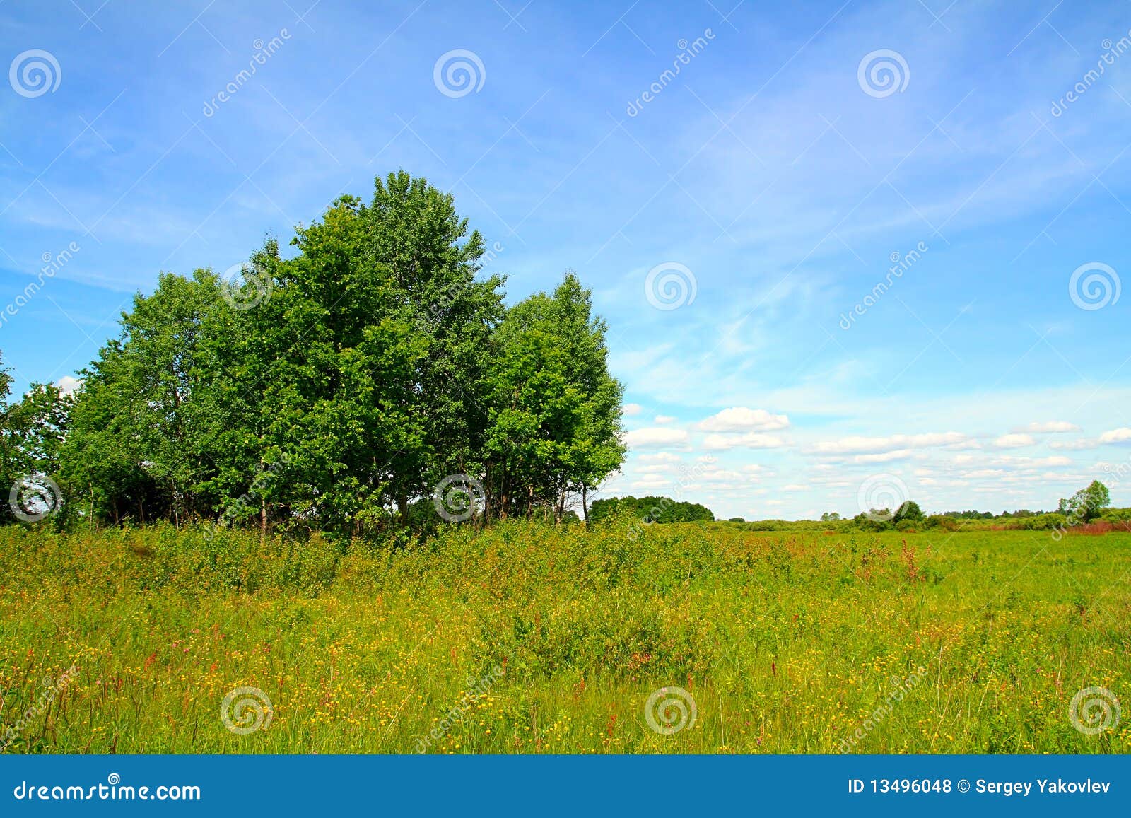 Copse on field stock photo. Image of europe, leaf, forest - 13496048