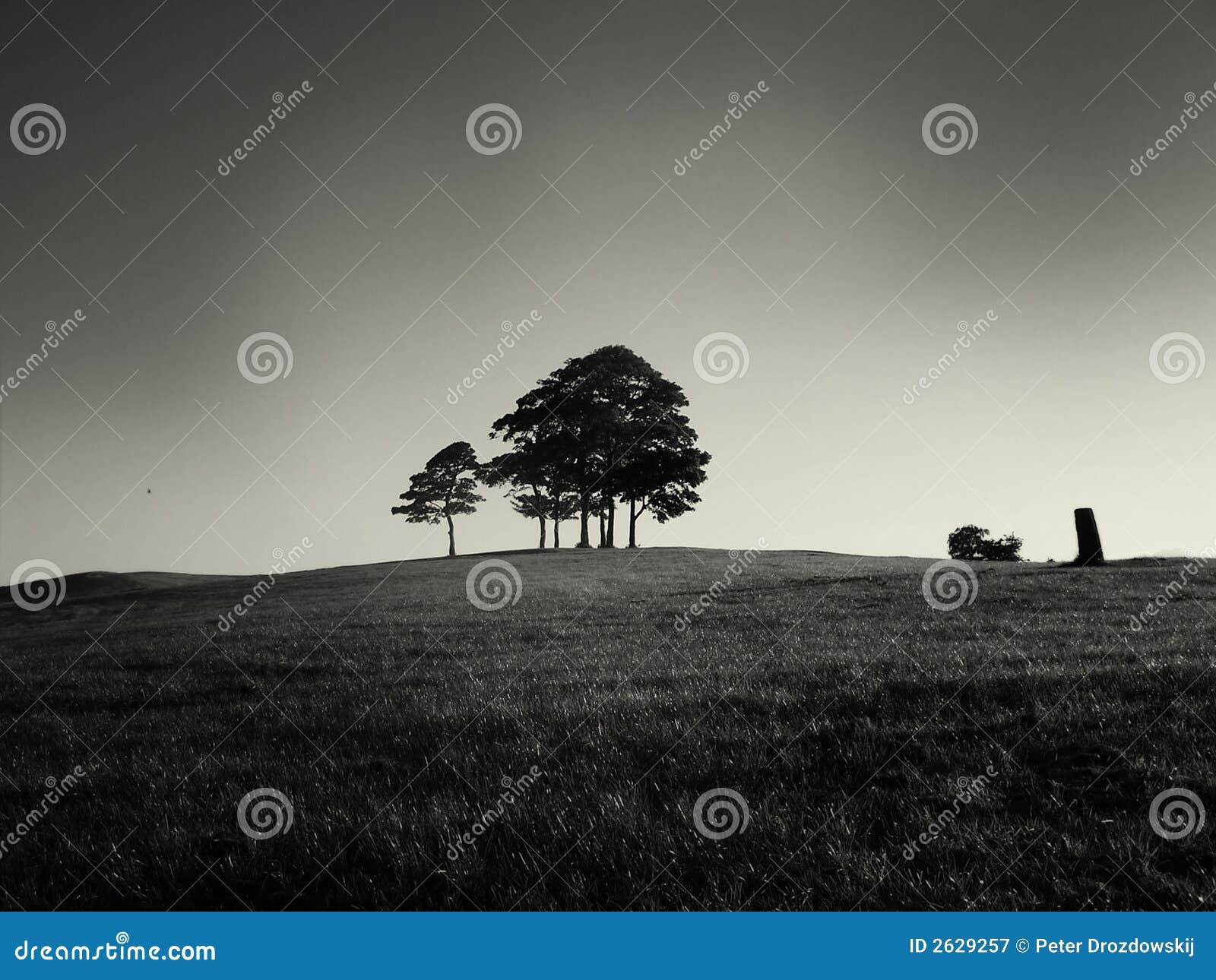 Copse of Trees stock image. Image of trees, nature, park - 2629257