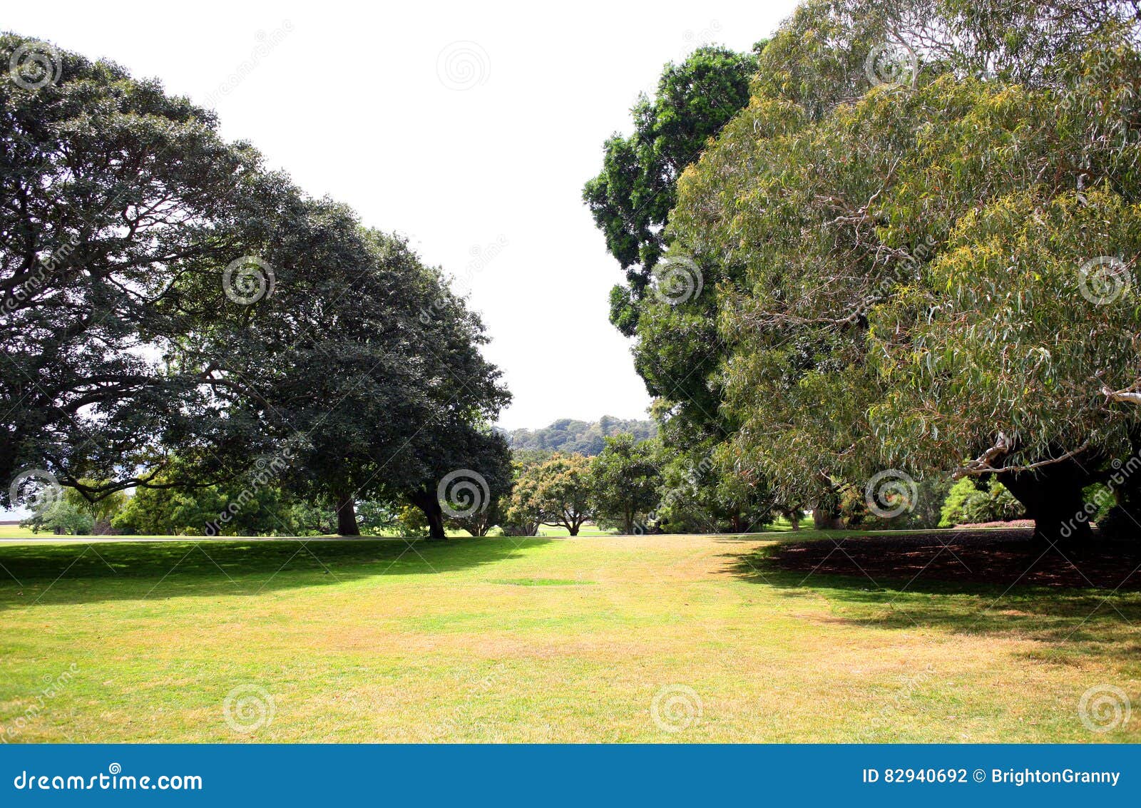 Copse of Trees in Green Field Stock Photo - Image of daylight, grasses ...