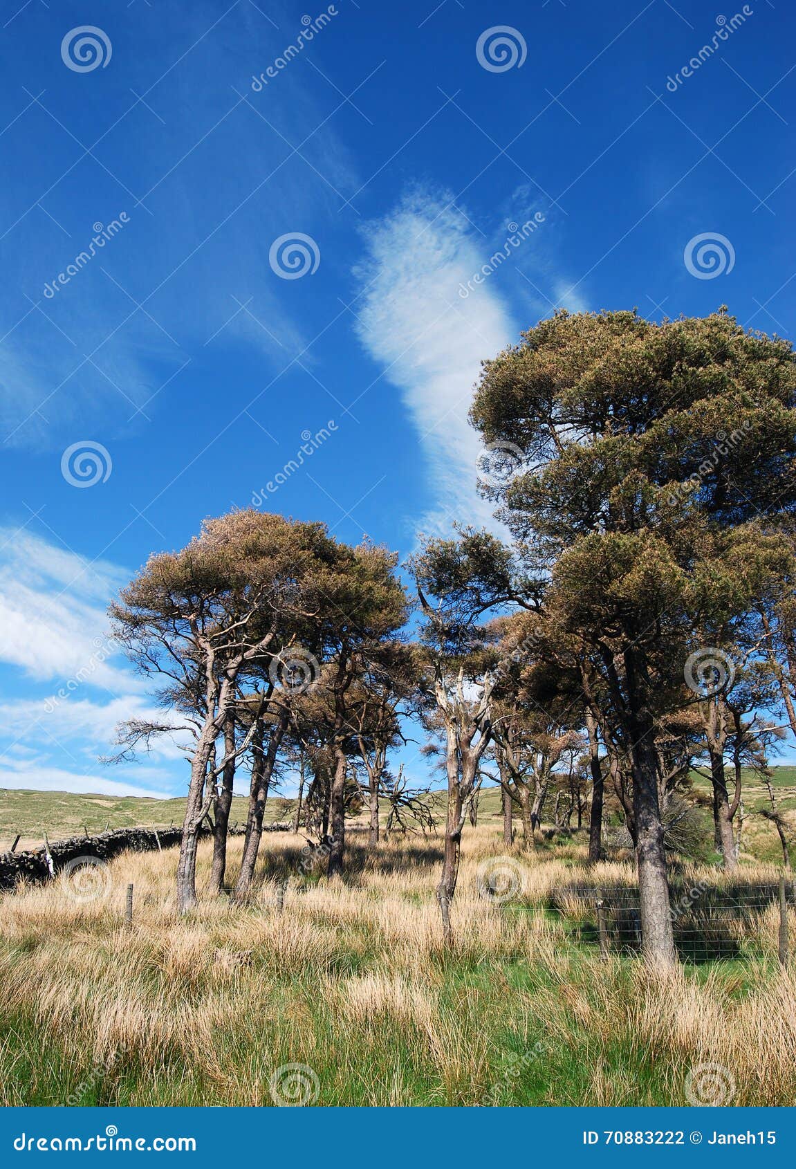 Copse of trees stock photo. Image of summer, tree, copse - 70883222