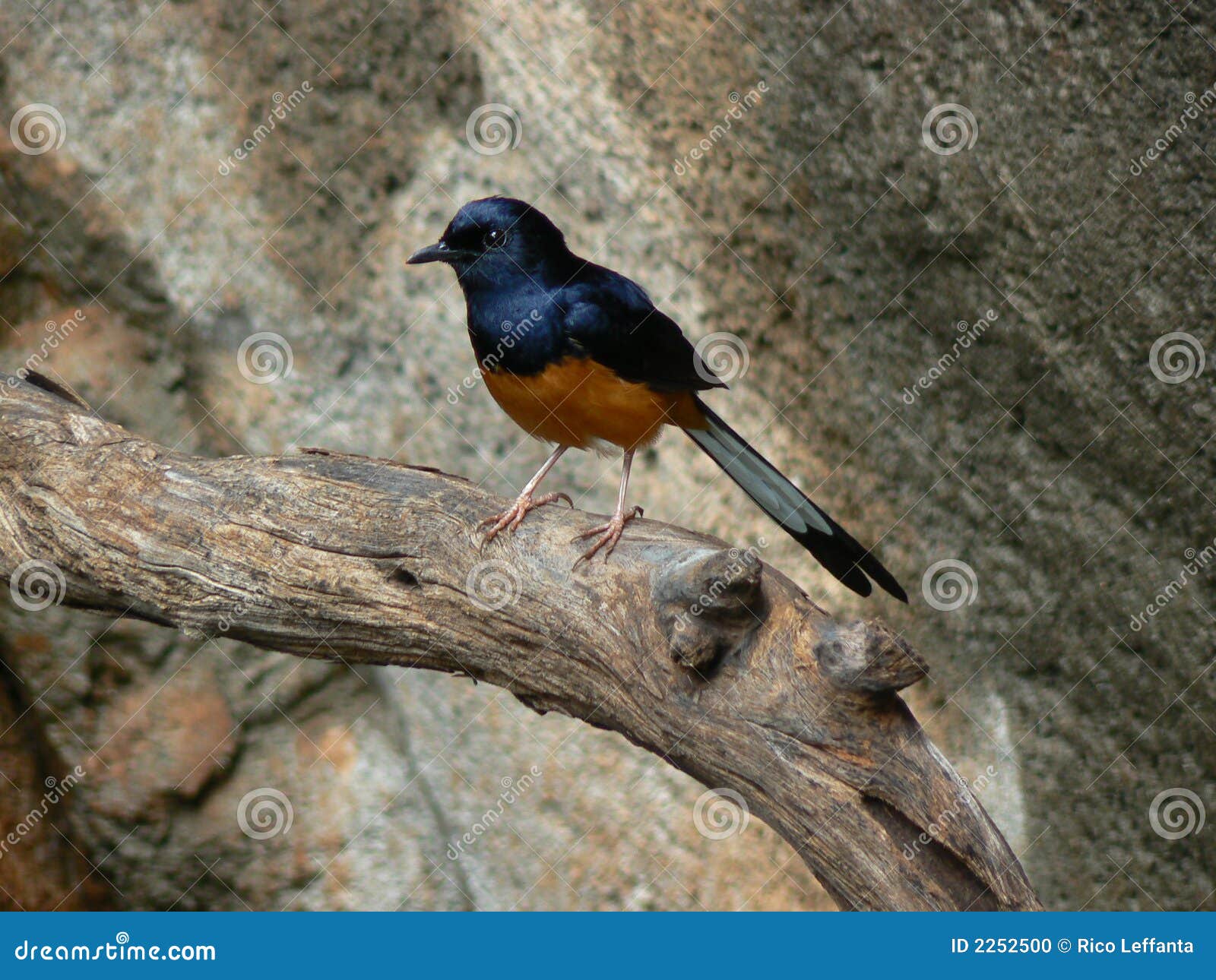 Copsychus malabaricus stock photo. Image of rumped, thrush - 2252500