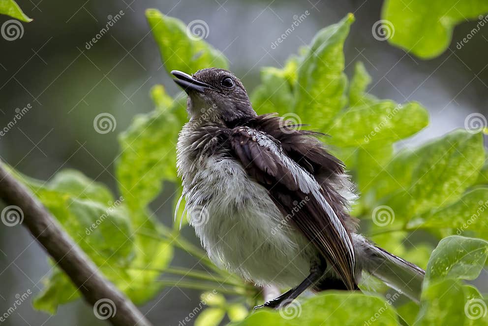 Copsychus Saularis on the Branch Stock Photo - Image of color, male ...