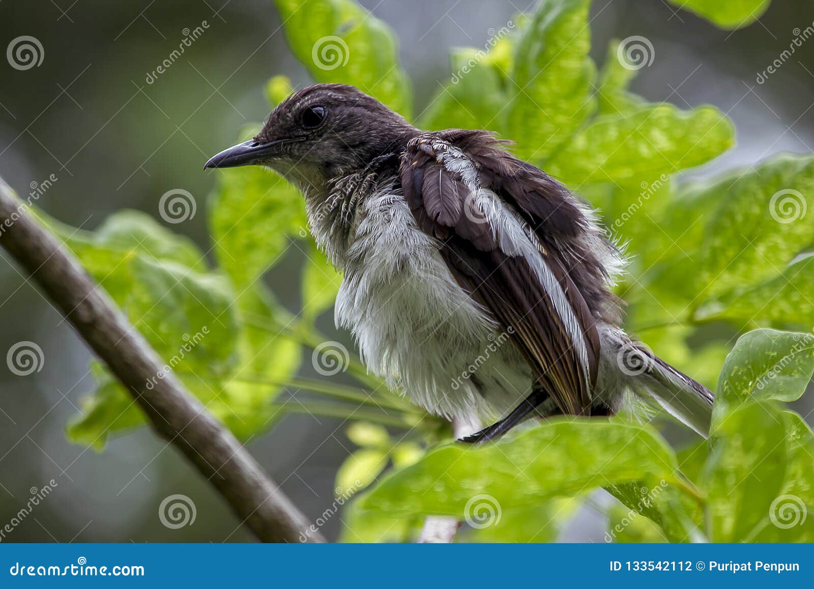 Copsychus Saularis on the Branch Stock Photo - Image of close, detail ...