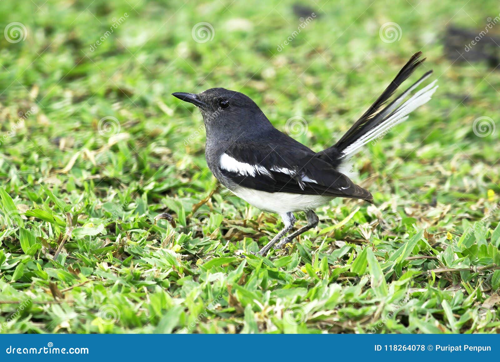 Copsychus Saularis in Nature on the Lawn. Stock Photo - Image of detail ...