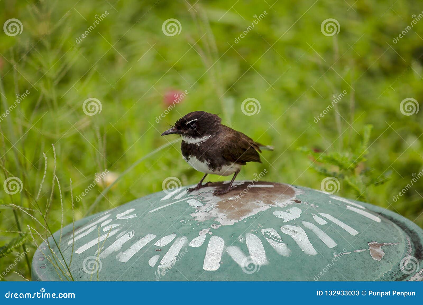 Copsychus Saularis on the Floor Stock Image - Image of branch ...