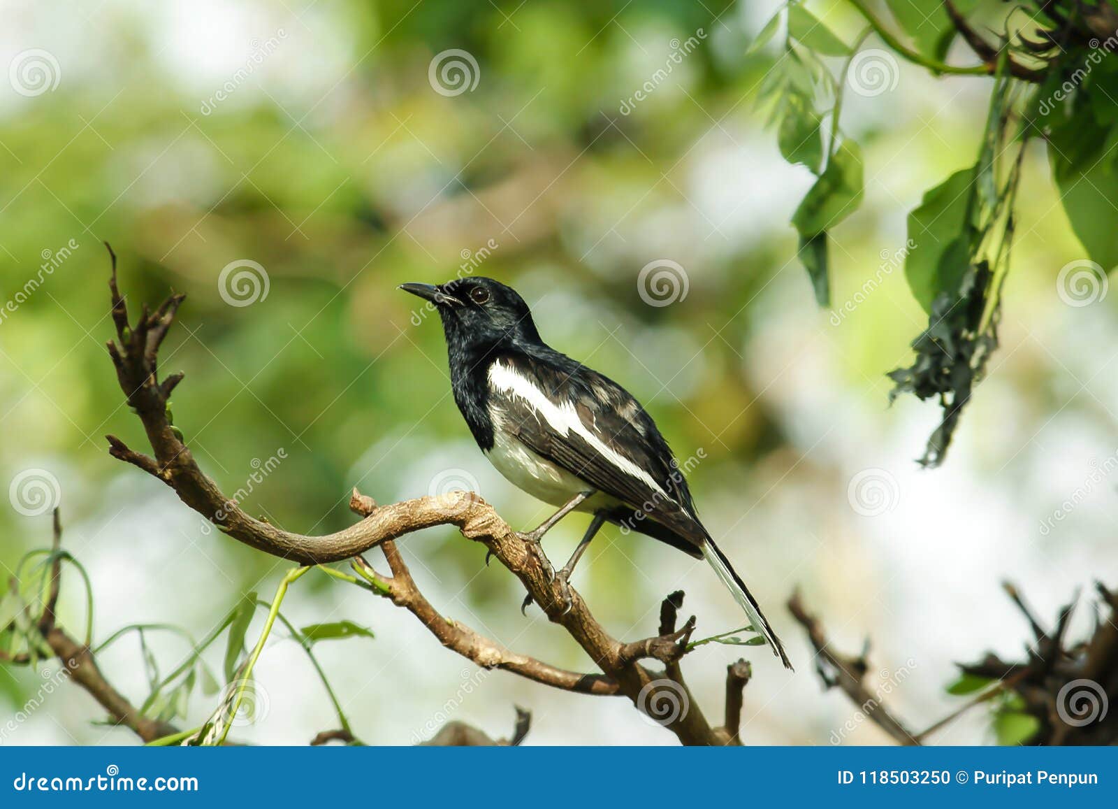 Copsychus Saularis Stands on a Branch in Nature. Stock Photo - Image of ...