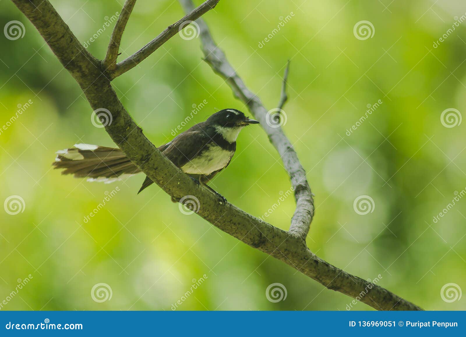 Copsychus Saularis is on the Tree Stock Image - Image of beak, forest ...