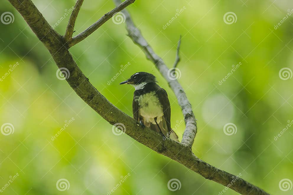 Copsychus Saularis is on the Tree Stock Image - Image of chiang ...