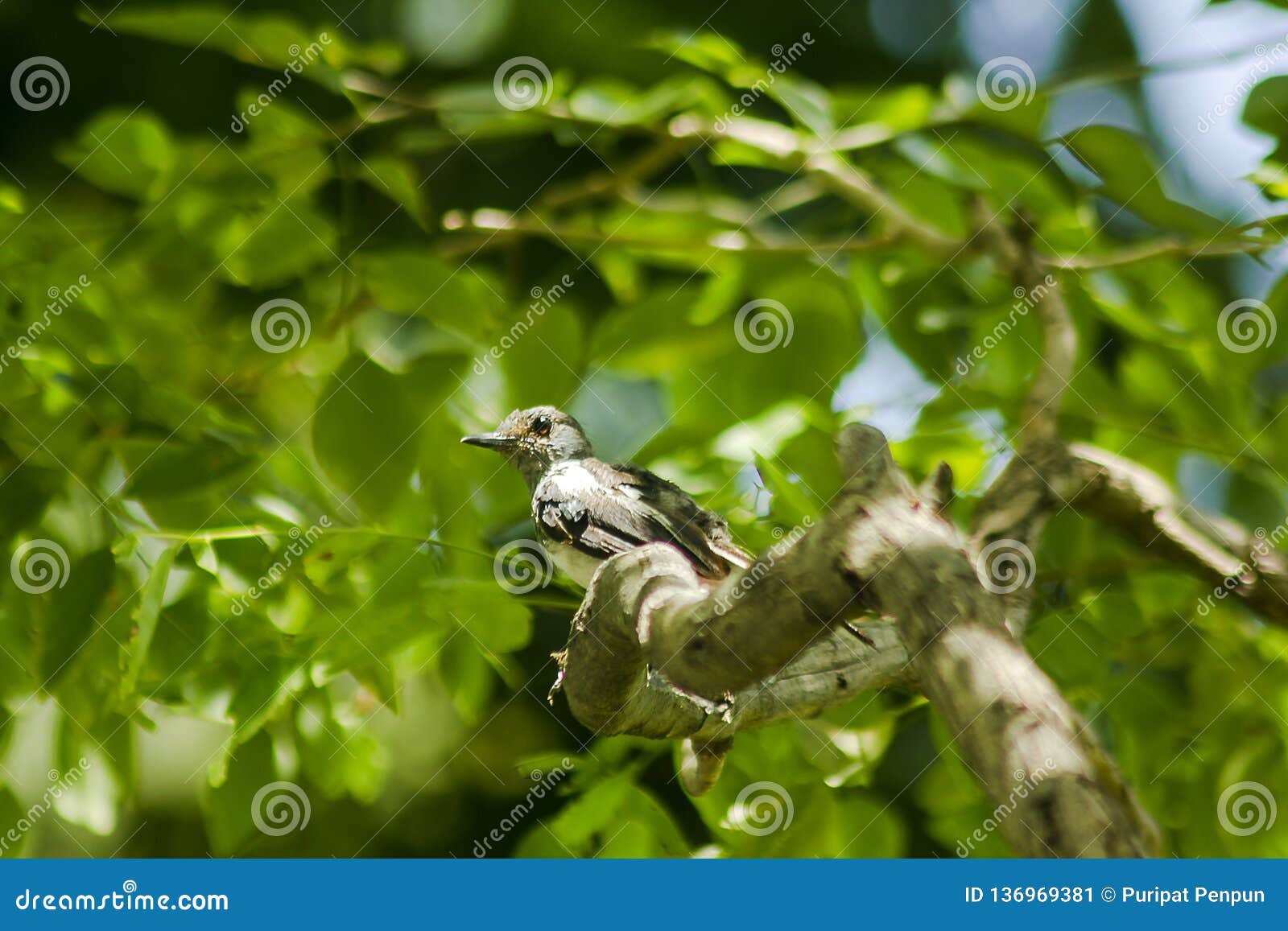 Copsychus Saularis is on the Tree Stock Image - Image of asia, male ...