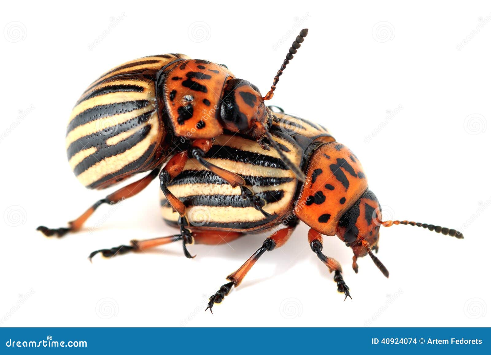 Copulate colorado beetles stock photo. Image of yellow - 40924074