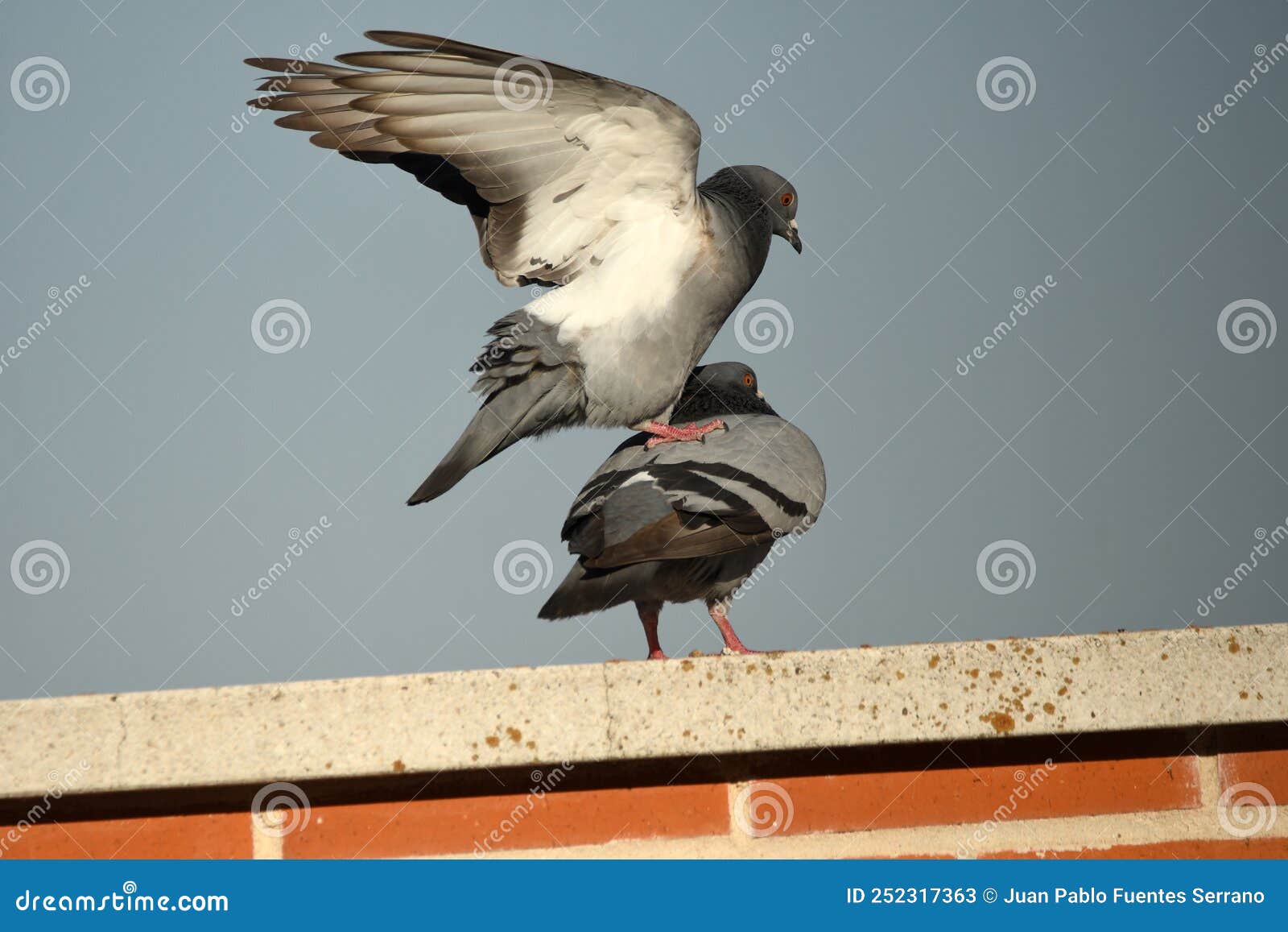 Copulate pigeons stock image. Image of kite, blackbird - 252317363