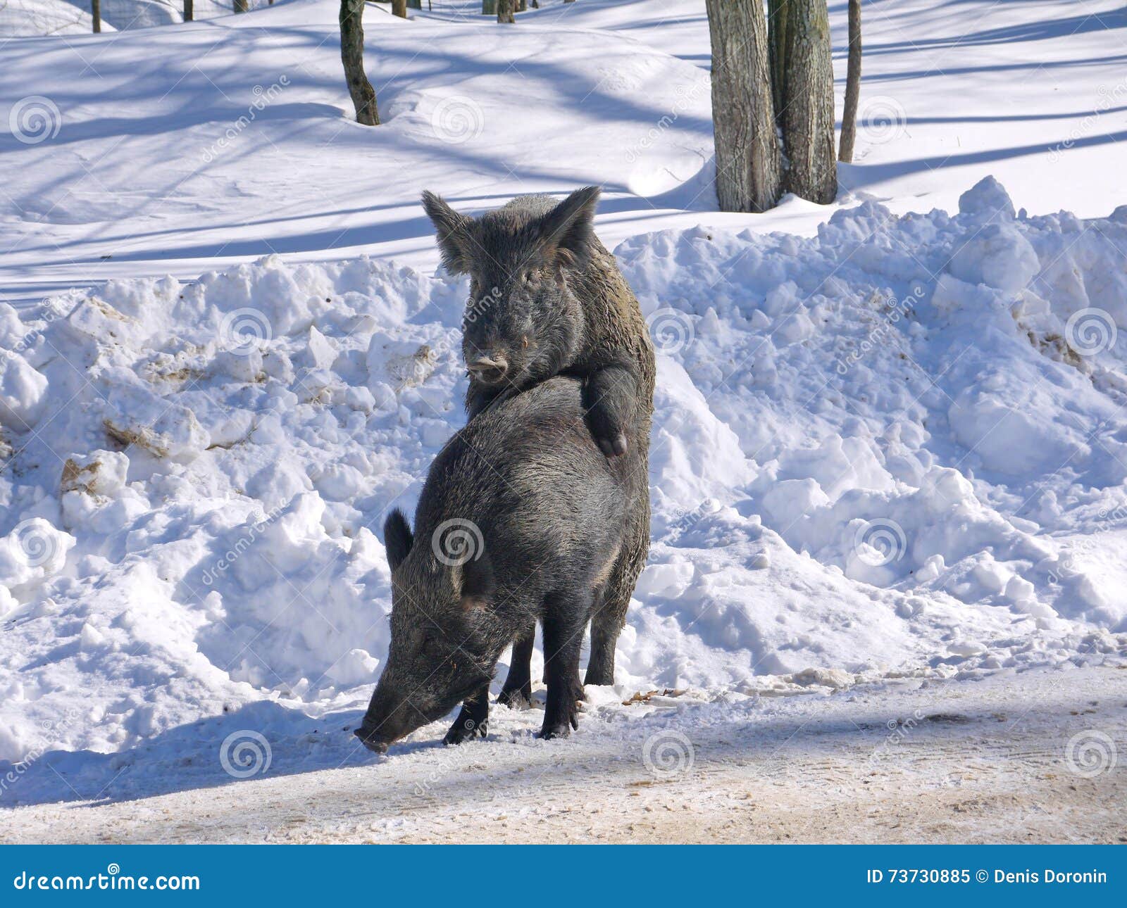 Copulating boars stock image. Image of black, wild, nature - 73730885