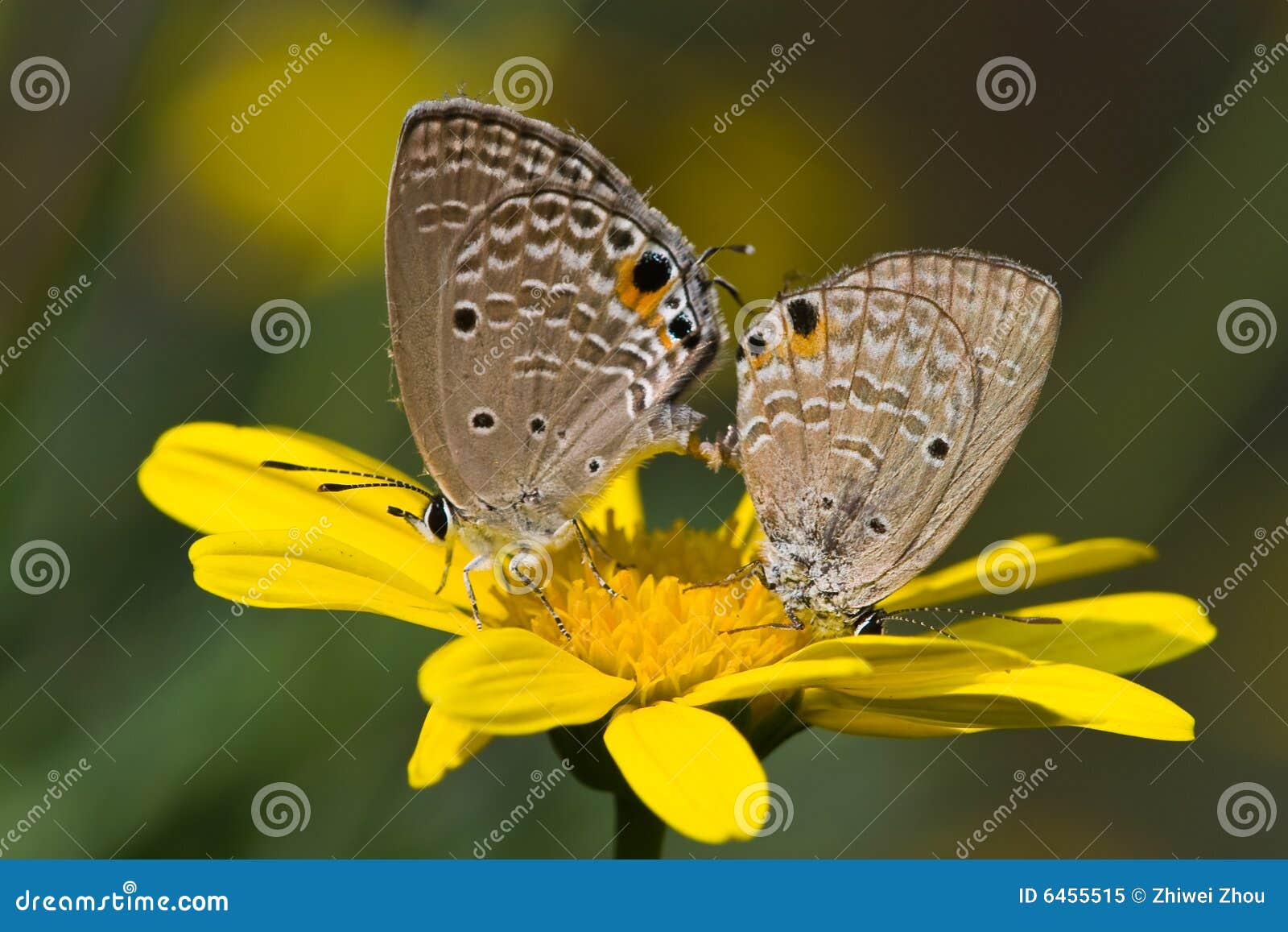 Copulating butterflies stock image. Image of fleck, dusk - 6455515