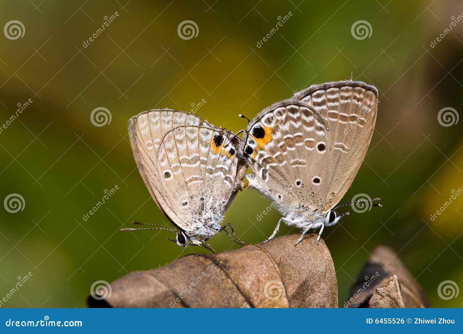 Copulating butterflies stock photo. Image of dual, field - 6455526