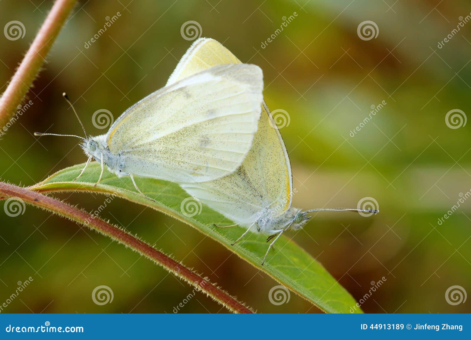 Copulating butterflies stock image. Image of pieris, nature - 44913189