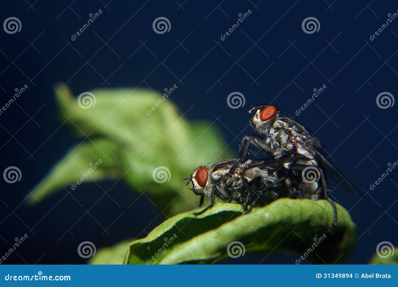 Copulating Fly stock photo. Image of mating, copulating - 31349894