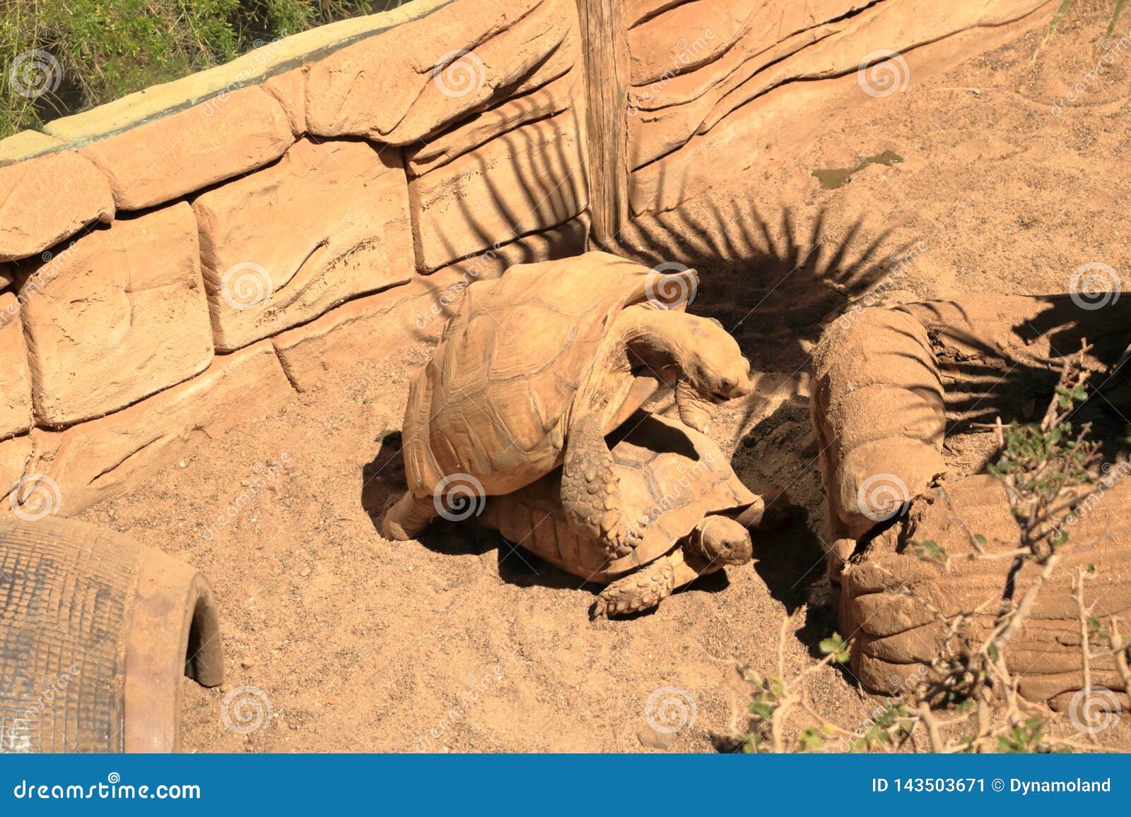 Copulating Pair of Turtles stock image. Image of animal - 143503671