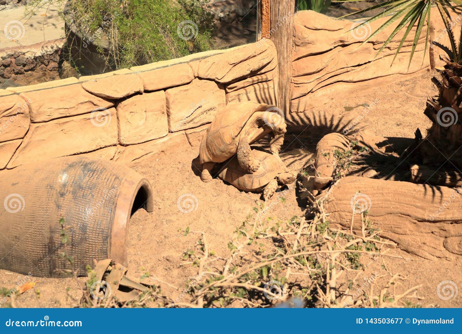 Copulating Pair of Turtles stock image. Image of animal - 143503677