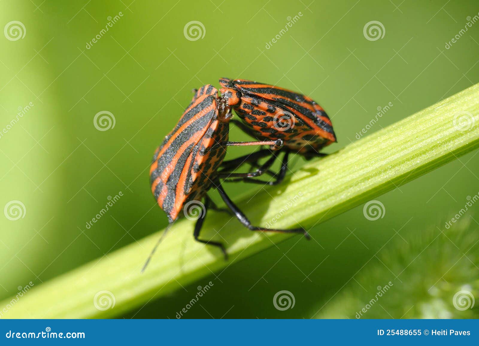 Copulating shield bugs stock image. Image of striped - 25488655