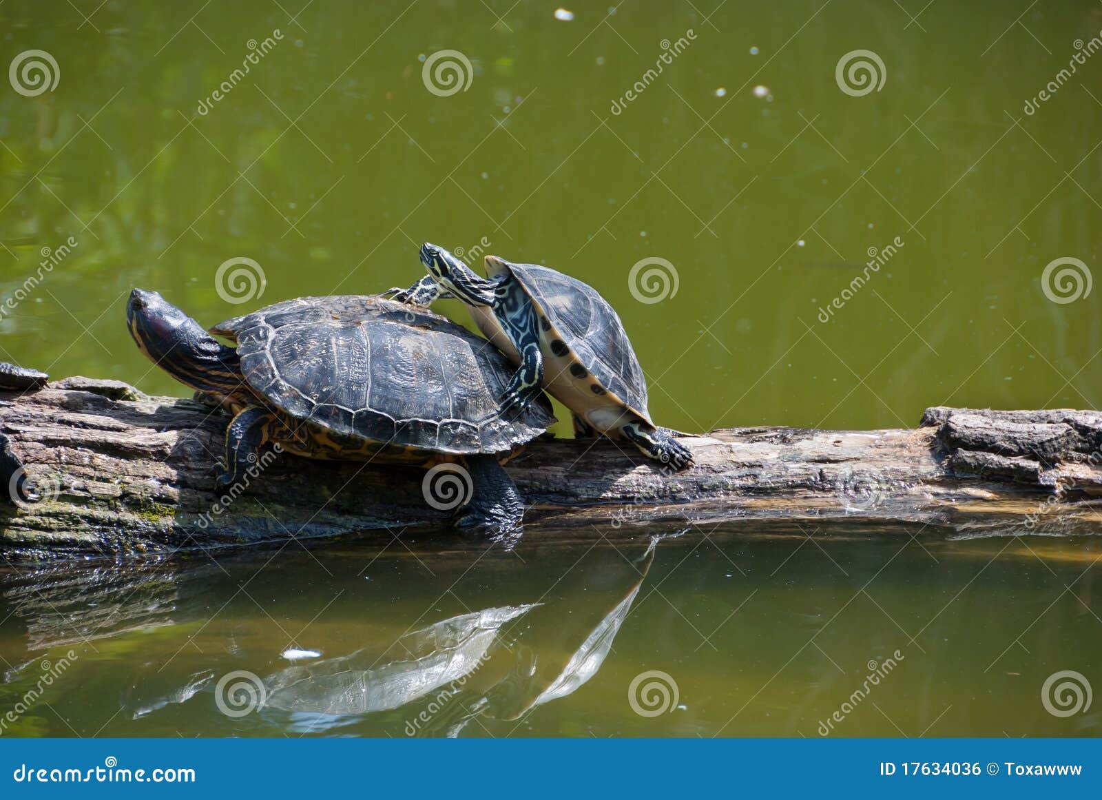 Copulating turtles stock photo. Image of aquatic, copulation - 17634036