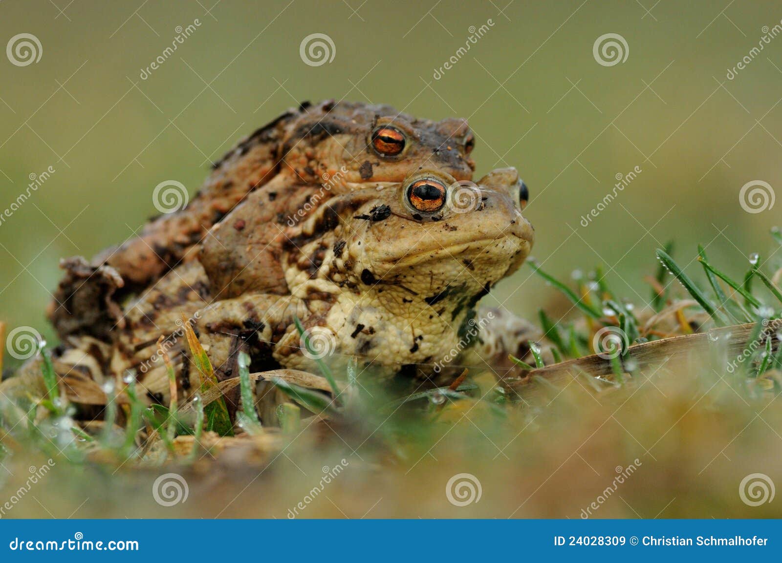 Copulation stock image. Image of animal, reproduce, swim - 24028309