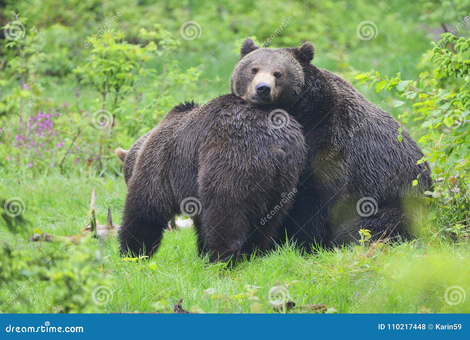 A Copulation of Brown Bears Stock Photo - Image of copulate, animal ...