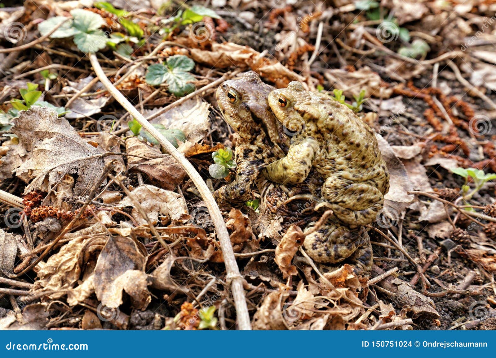 Copulation of Brown Frogs in Leafs Stock Photo - Image of parent ...