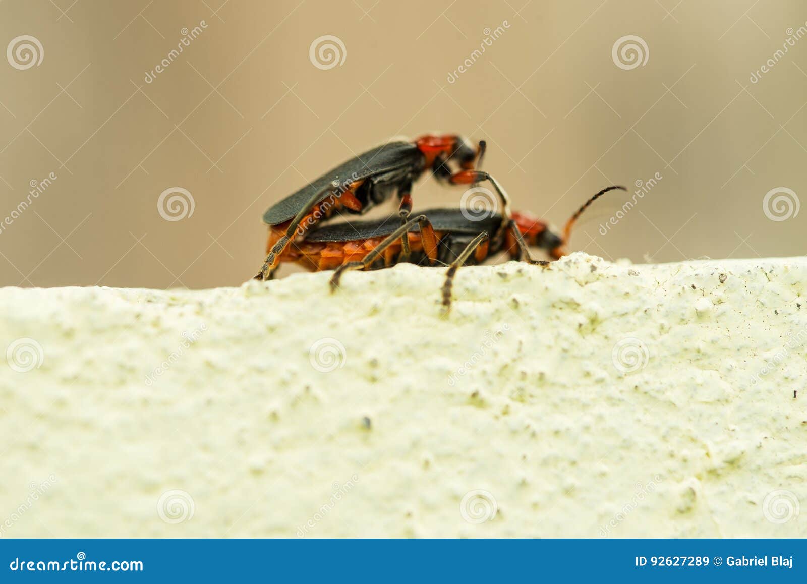 Copulation of fireflies stock image. Image of male, copulating - 92627289