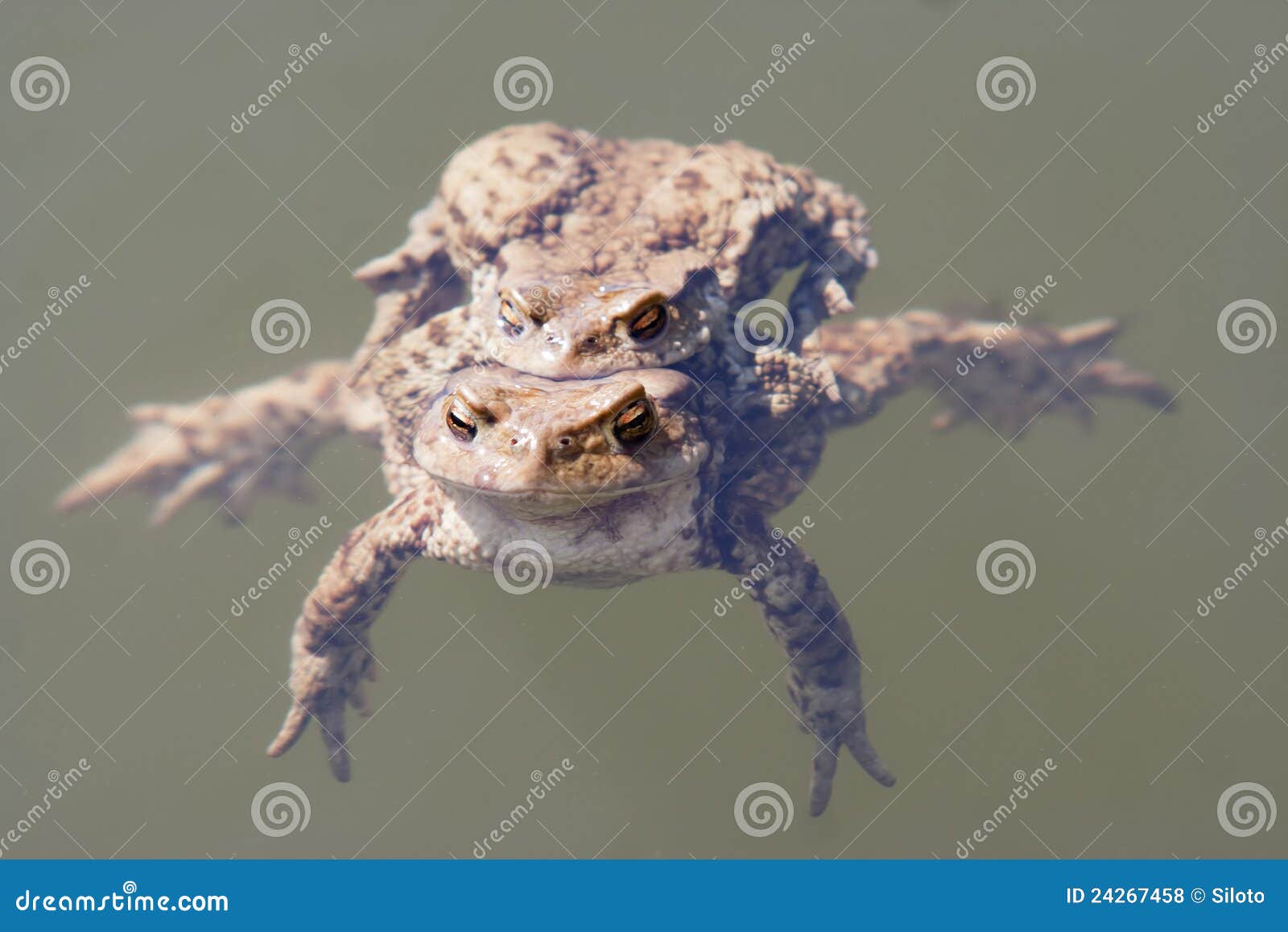 Copulation the frogs stock photo. Image of batrachian - 24267458