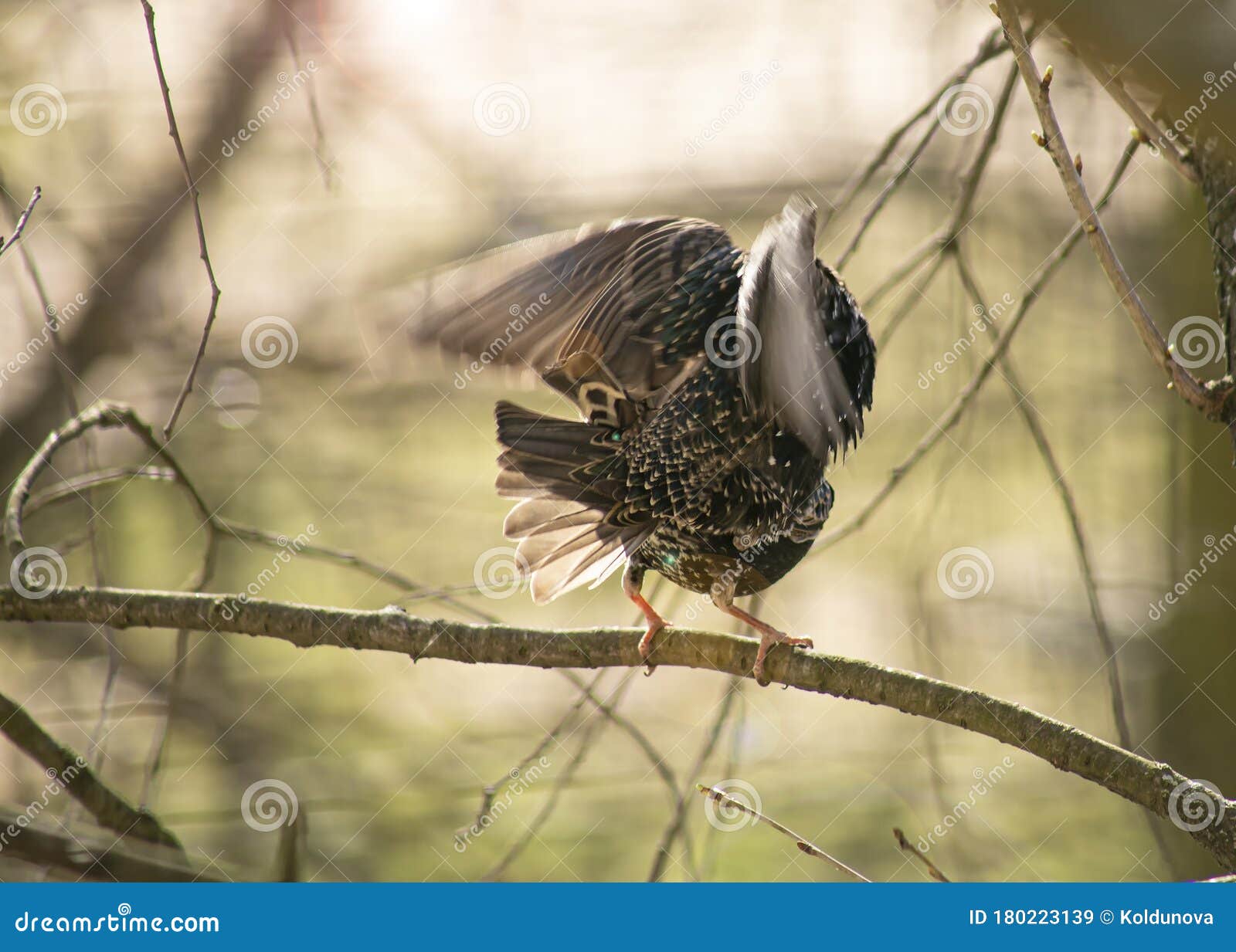 Copulation of Two Common Starlings, on a Branch, in the Early Morning ...