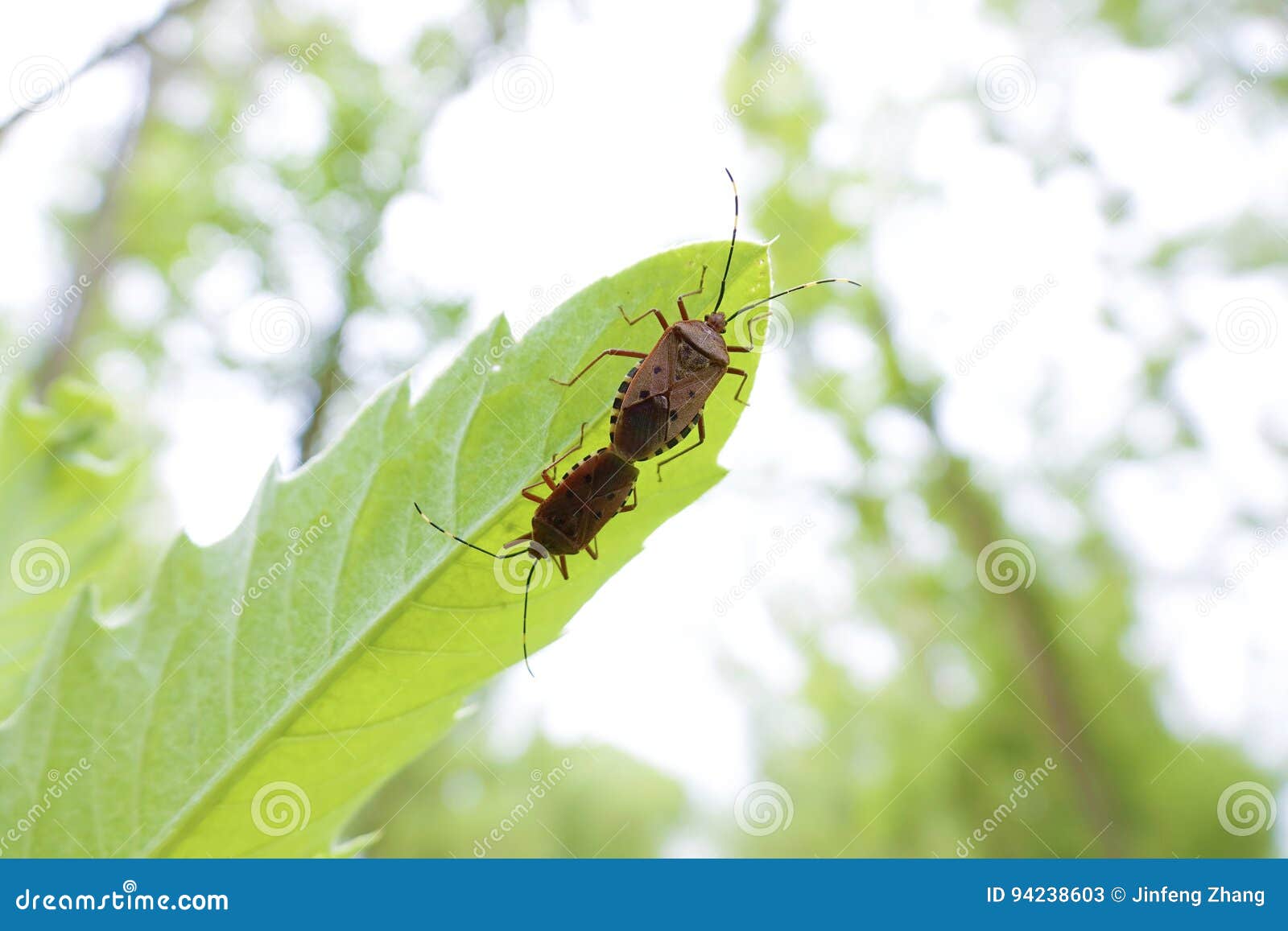 Copulatory stink bug stock image. Image of wild, mating - 94238603