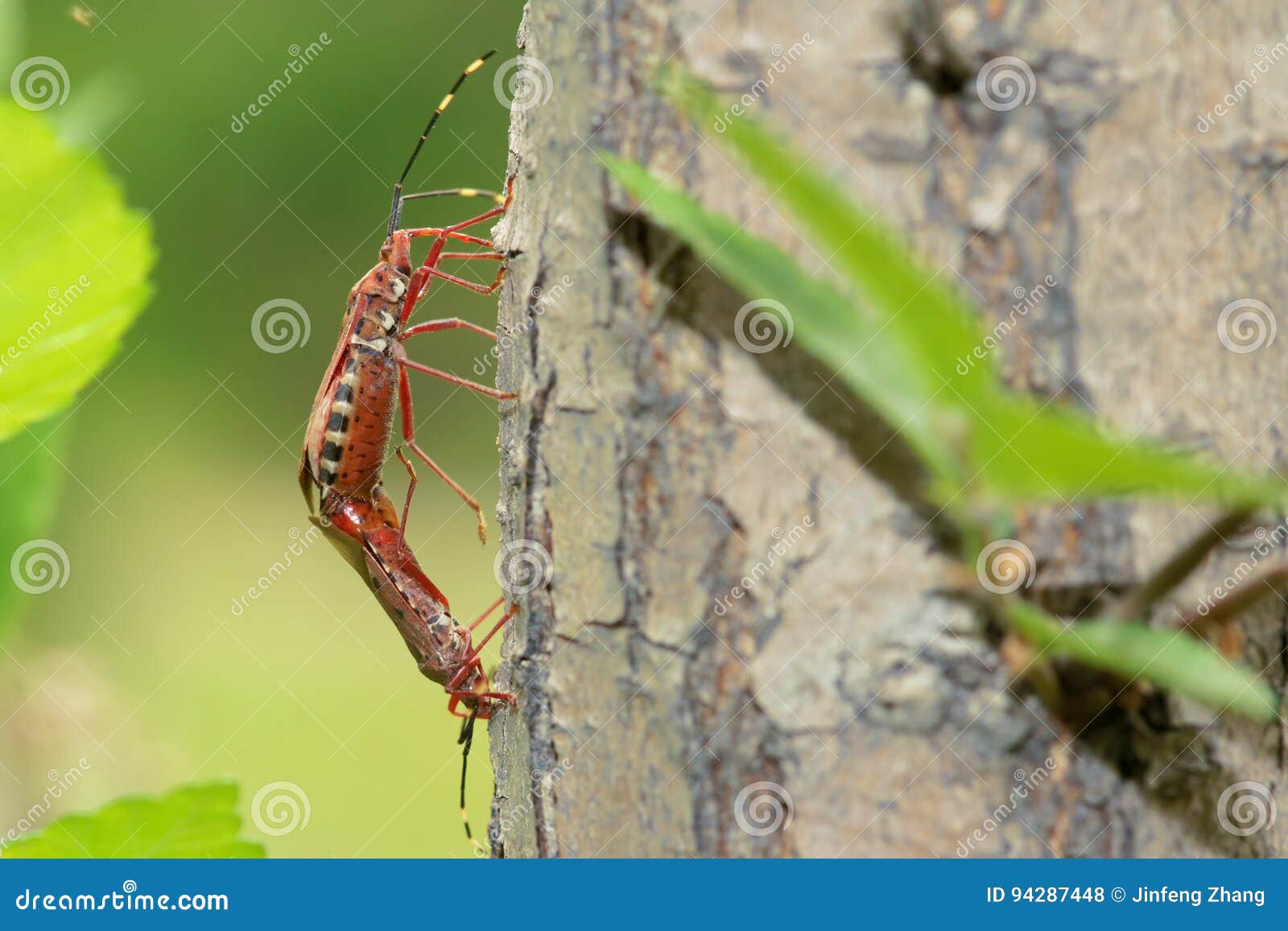 Copulatory stink bug stock photo. Image of copulatory - 94287448