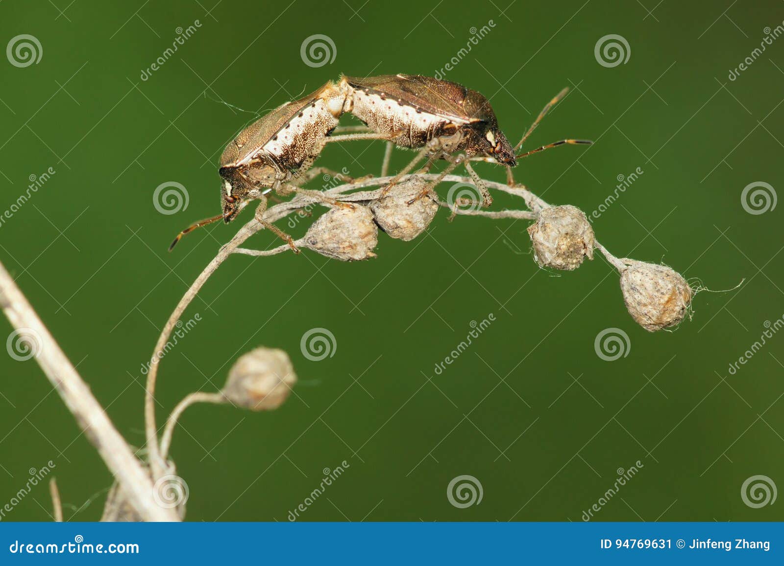 Copulatory stink bugs stock image. Image of coupling - 94769631