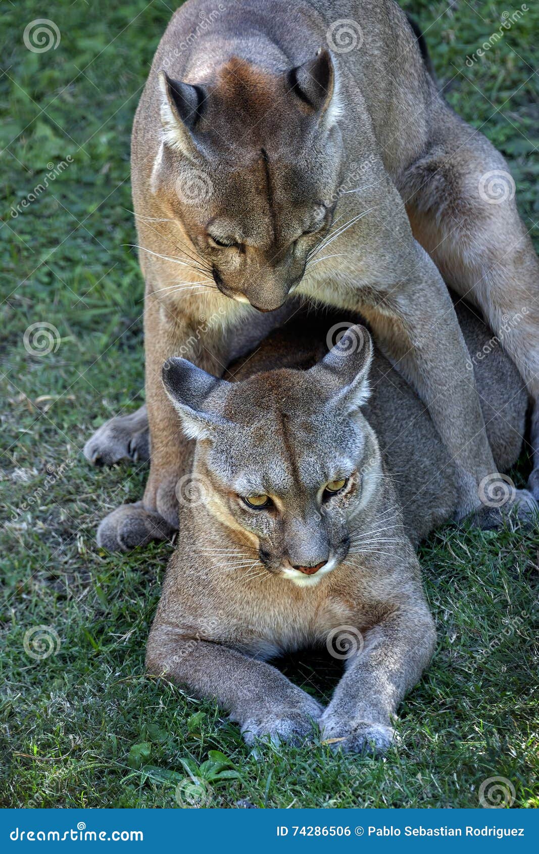 Copuler de pumas photo stock. Image du femelle, animal - 74286506