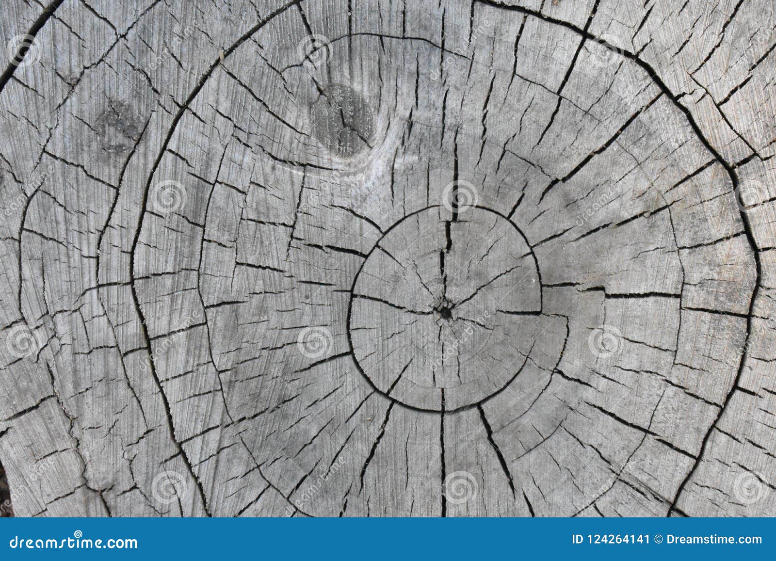 Stub Of Aged Tree Royalty-Free Stock Photo | CartoonDealer.com #44595789