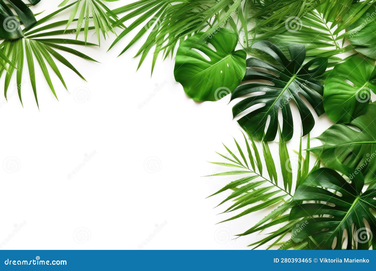 Copy Space with Monster and Palm Leaves on a White Background ...