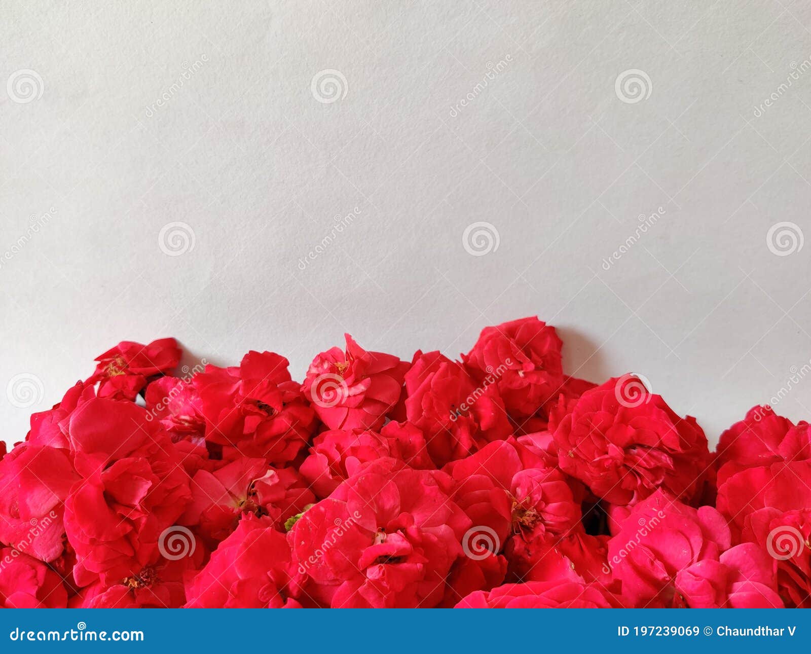 Copy Space of Pink Roses. White Background Stock Image - Image of ...
