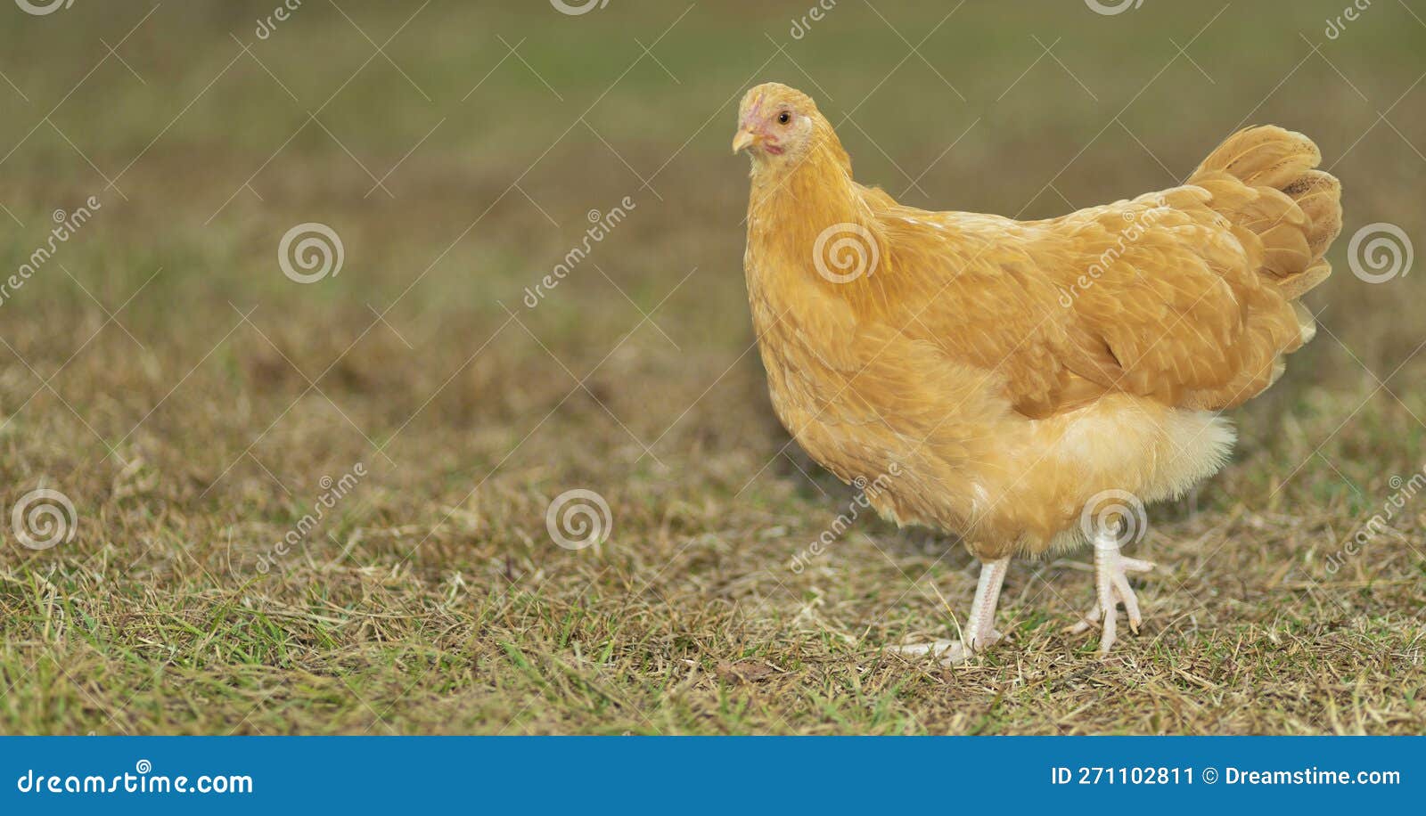 Copy Space To the Left of a Golden Hen Stock Image - Image of comb ...