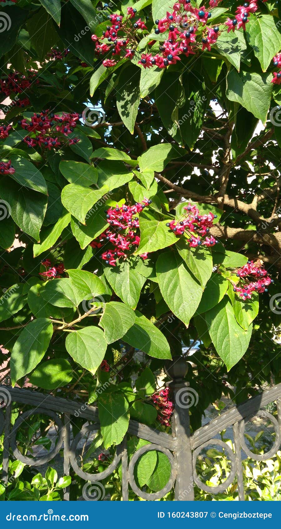 Copy tree stock image. Image of copy, like, unusual - 160243807