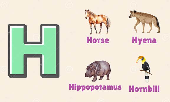 Alphabet Letter H in Pictures, Animals Starting with H Stock ...