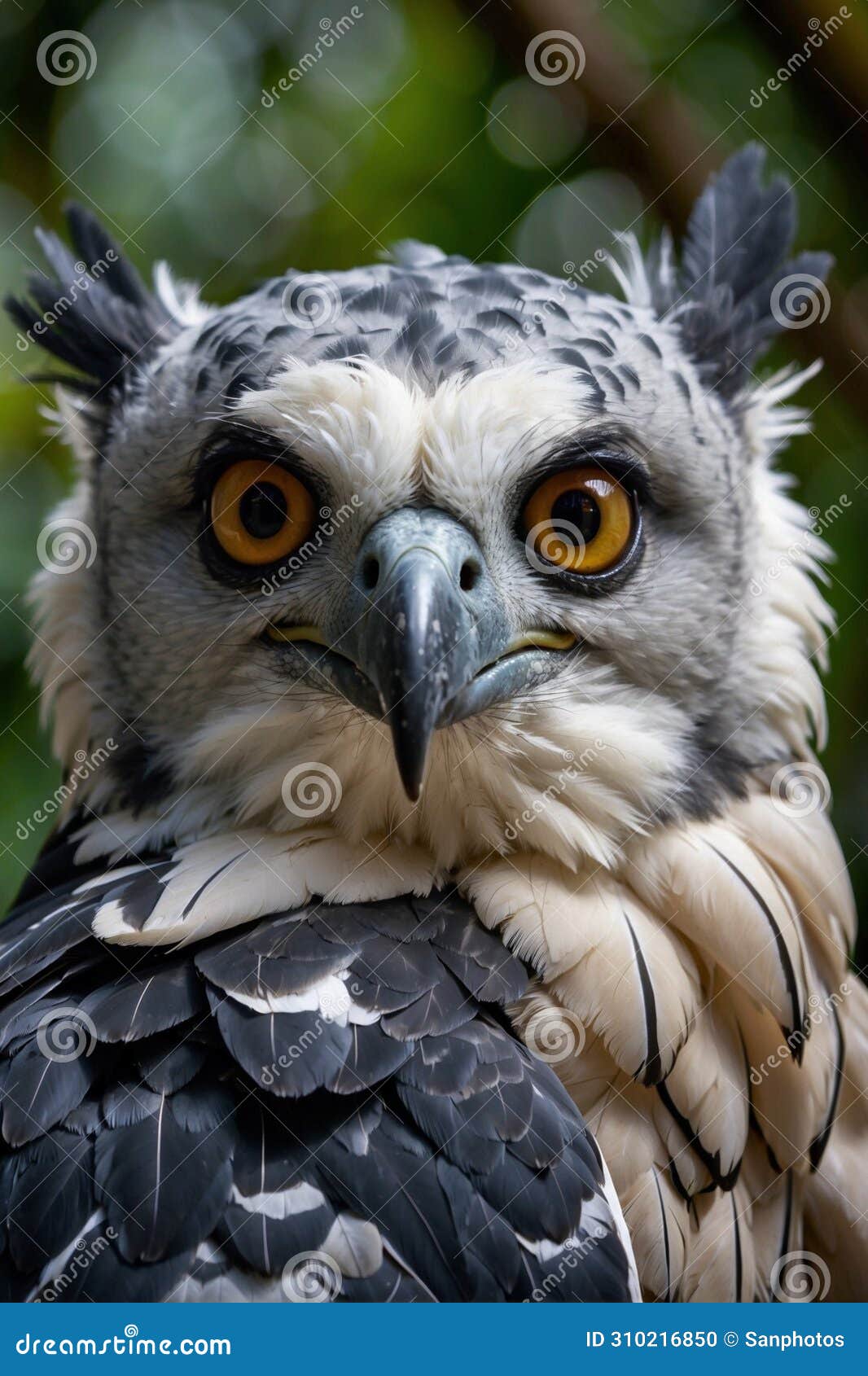 Close-Up Portrait of Harper Eagle: Intense Gaze and Majestic Plumage ...