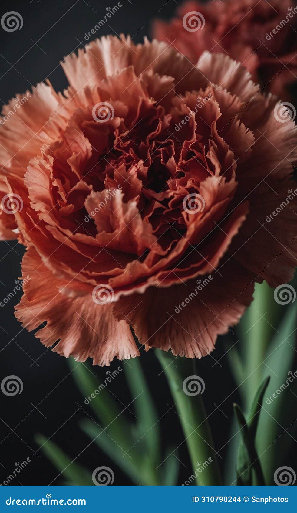 Scarlet Carnation: Close-Up with Dewdrops on Black Stock Illustration ...