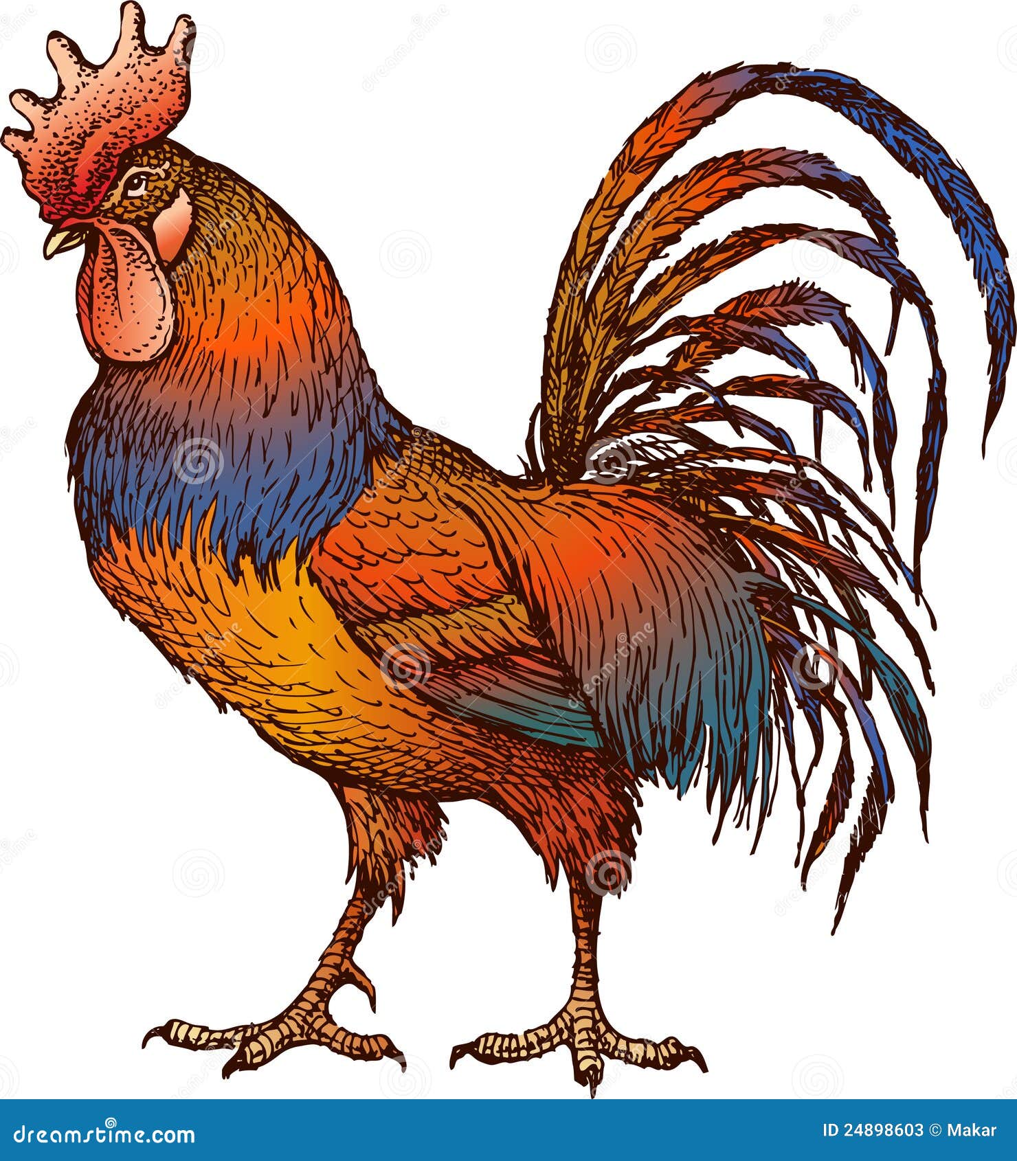 Coq illustration de vecteur. Illustration of oiseau, bleu - 24898603