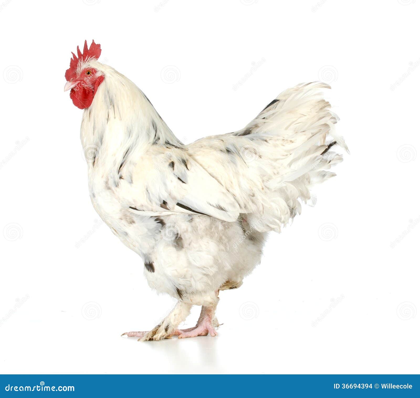 Coq photo stock. Image du domestique, fond, agriculture - 36694394